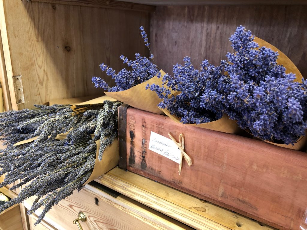 Somerset Lavender Fields | A Magical Afternoon In The Countryside ...